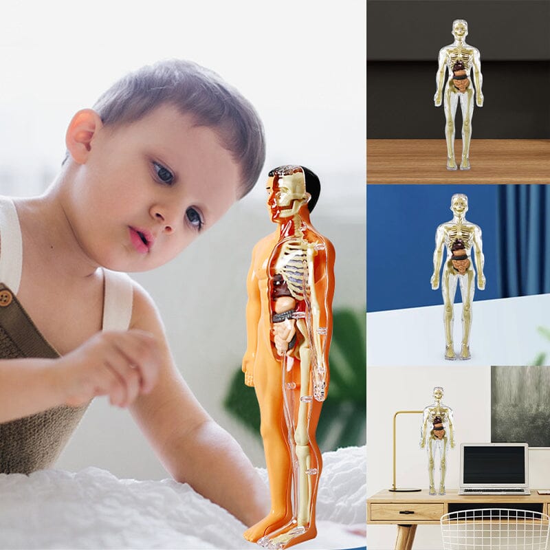 3d Human Body Torso Model for Kid Anatomy Model Skeleton – Dodorado us